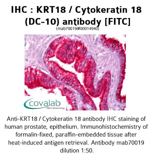 FITC - Labeling - Primary Antibodies - Products
