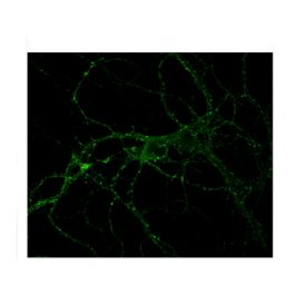 VAMP-2 antibody (6F9)