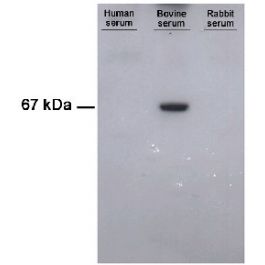 Bovine Serum Albumin (BSA) antibody (1C12)