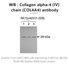 Collagen alpha-4 (IV) chain (COL4A4) antibody