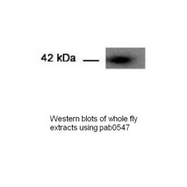Spichthyin (Spict) antibody