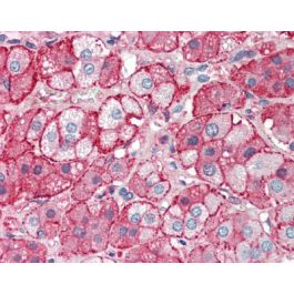 APOA2 antibody