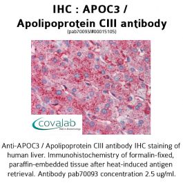 APOC3 / Apolipoprotein CIII antibody