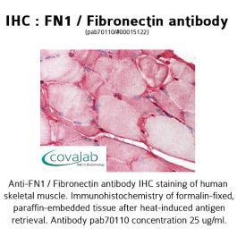 FN1 / Fibronectin antibody