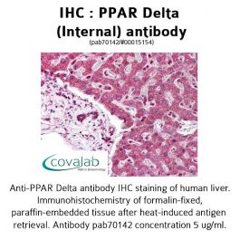 PPAR Delta (Internal) antibody