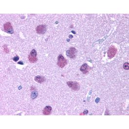 BRS3 (Cytoplasmic Domain) antibody