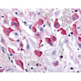 BRS3 (Cytoplasmic Domain) antibody