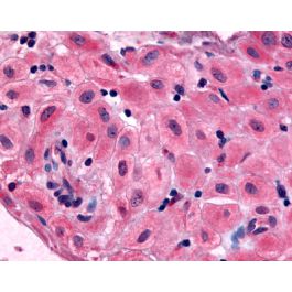 BRS3 (Extracellular Domain) antibody