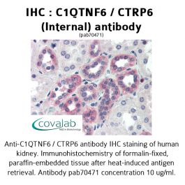 C1QTNF6 / CTRP6 (Internal) antibody