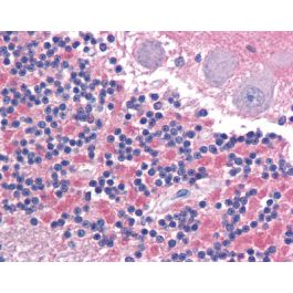 CADM2 (Internal) antibody