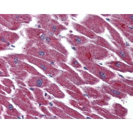 EDG7 (Internal) antibody