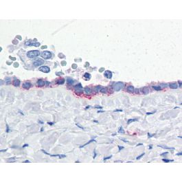 ENPP3 (Internal) antibody