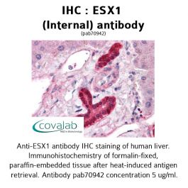 ESX1 (Internal) antibody