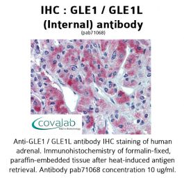 GLE1 / GLE1L (Internal) antibody
