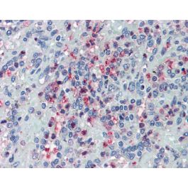 GLG1 (Internal) antibody