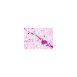 GPR174 (Extracellular Domain) antibody