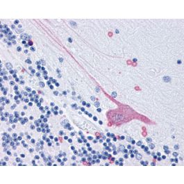 GPR3 (Extracellular Domain) antibody