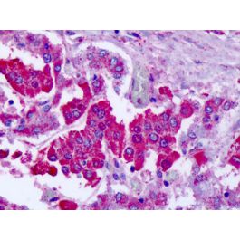 GRM7 / MGLUR7 (N-Terminus) antibody