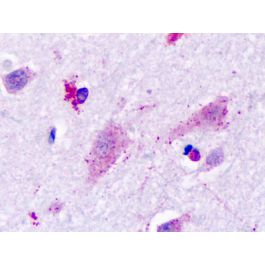 HRH3 / Histamine H3 Receptor (Cytoplasmic Domain) antibody