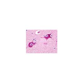 HRH3 / Histamine H3 Receptor (Cytoplasmic Domain) antibody