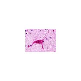 HRH3 / Histamine H3 Receptor (Cytoplasmic Domain) antibody