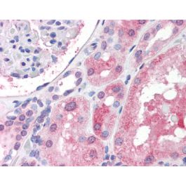 IGSF8 (Internal) antibody