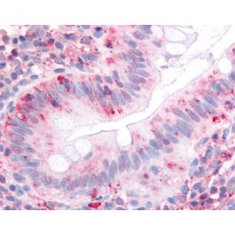 ITGA2 / CD49b (Extracellular Domain) antibody