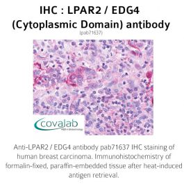 LPAR2 / EDG4 (Cytoplasmic Domain) antibody