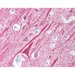 MAVS / VISA (Internal) antibody