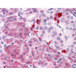 MLEC (Internal) antibody