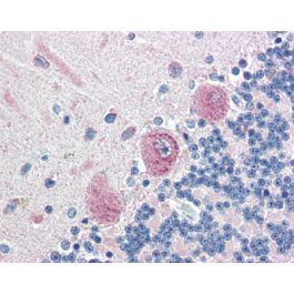 MLEC (N-Terminus) antibody
