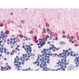NR1D2 (Ligand-binding Domain) antibody