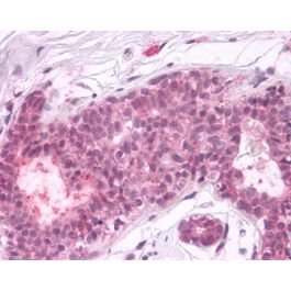 PTPRA (Cytoplasmic Domain) antibody