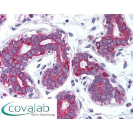 RANKL (Internal) antibody