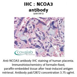 NCOA3 antibody