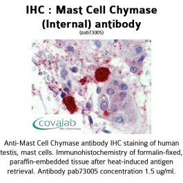 Mast Cell Chymase (Internal) antibody