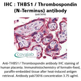 THBS1 / Thrombospondin (N-Terminus) antibody