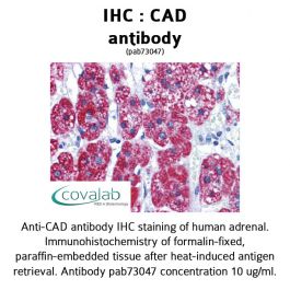 CAD antibody