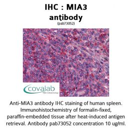 MIA3 antibody