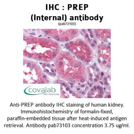 PREP (Internal) antibody
