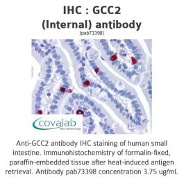 GCC2 (Internal) antibody
