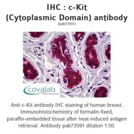 c-Kit (Cytoplasmic Domain) antibody