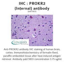 PROKR2 (Internal) antibody