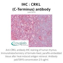 CRKL (C-Terminus) antibody