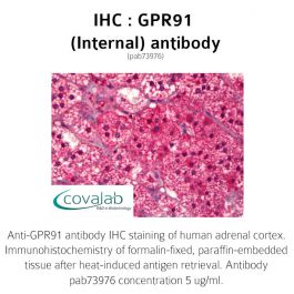 GPR91 (Internal) antibody