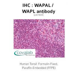 WAPAL / WAPL antibody