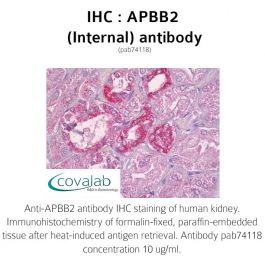 APBB2 (Internal) antibody