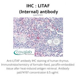 LITAF (Internal) antibody