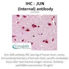 JUN (Internal) antibody