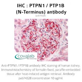 PTPN1 / PTP1B (N-Terminus) antibody